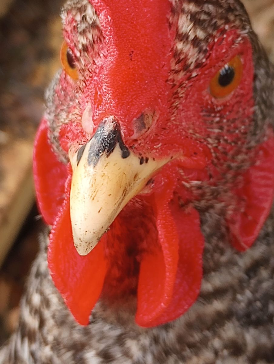 New Year Chickens – Katherine LE White